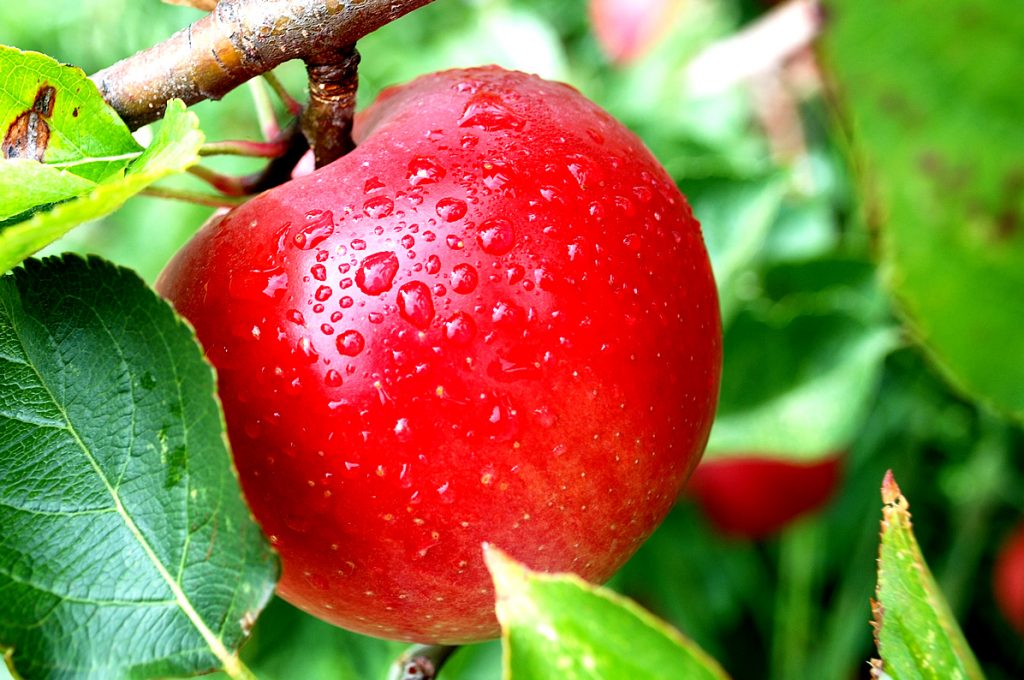 Datos Curiosos sobre la Manzana Orgánica – Aires de Campo